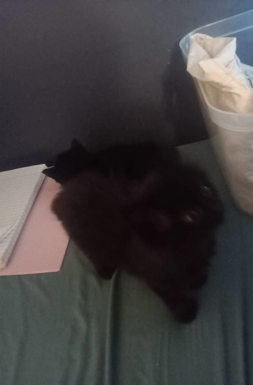 If anyone's feeling bad here's an idiot and an eepy | Fandom