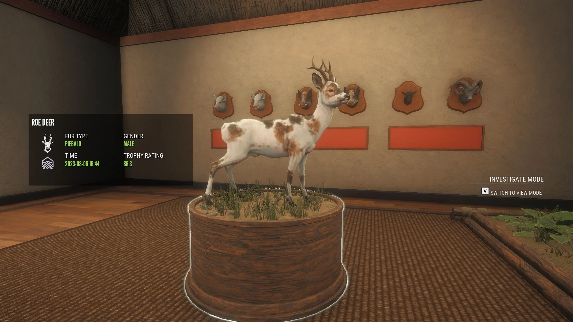 Piebald diamond Roe Deer, what a beauty | Fandom