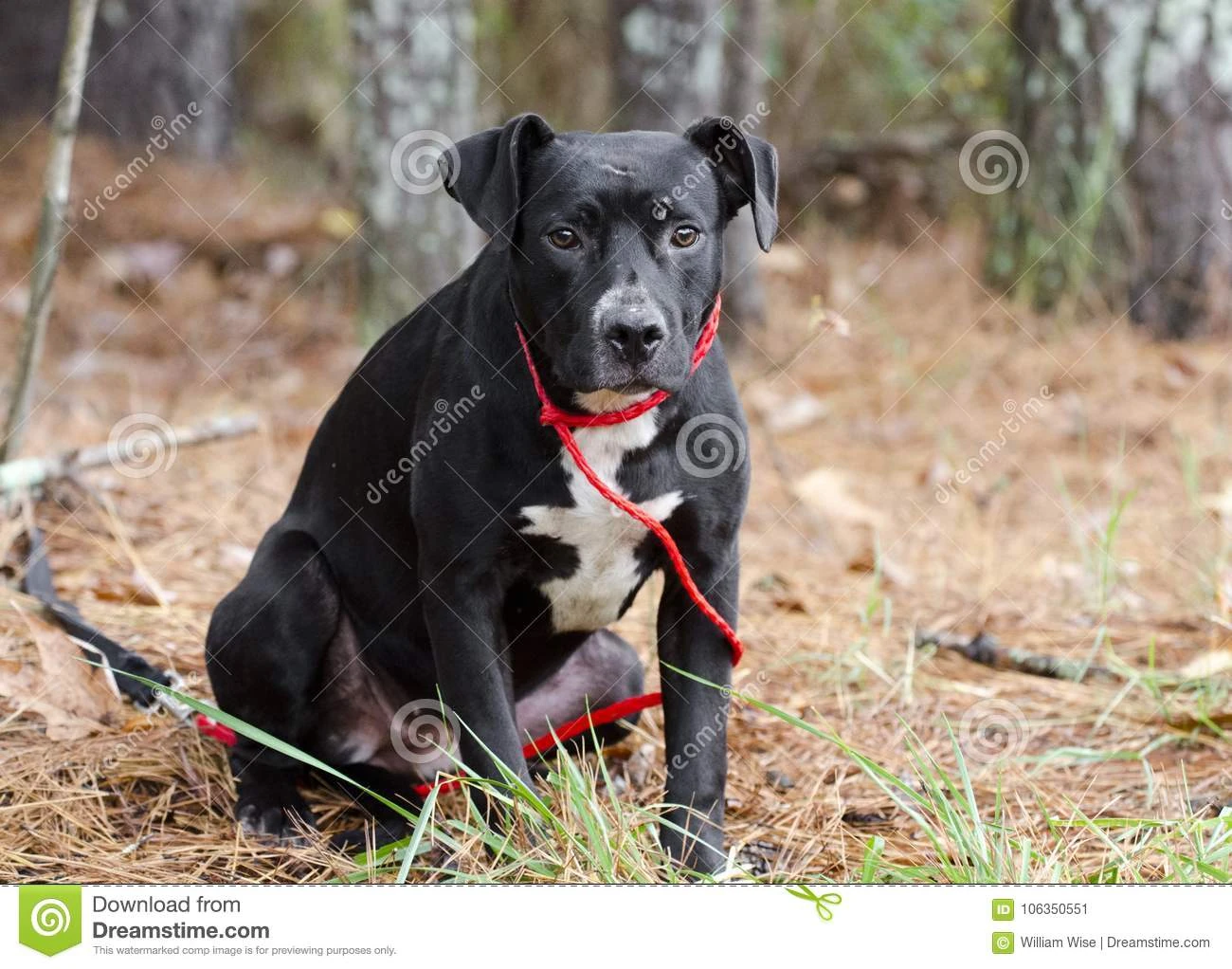 the dog i have | Fandom