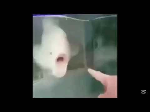 Off-topic but fish is screaming | Fandom