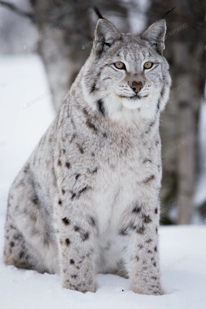 My lynx (Spirit Animals Fanfiction) | Fandom