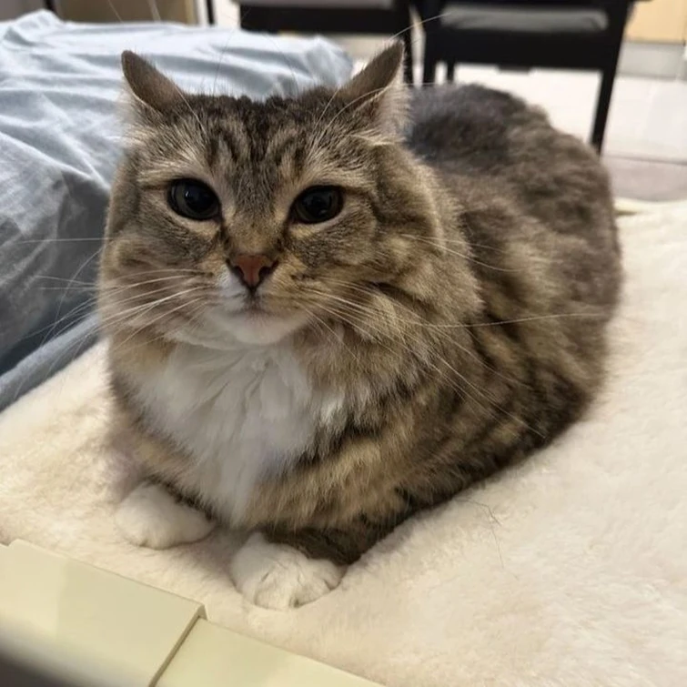 I love spongbob | Fandom