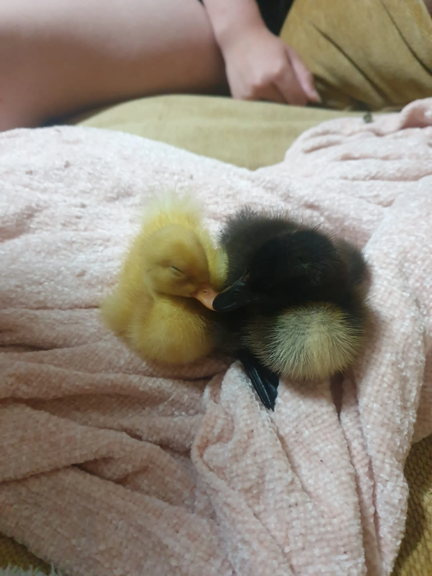 Buying leg c or oreo themed Fm Lumen | Fandom