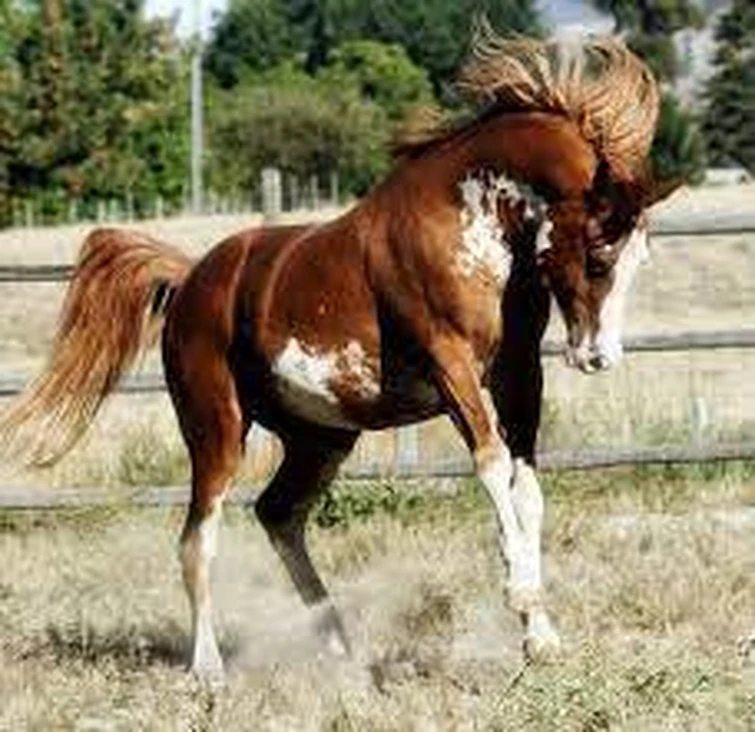 (Leaks) Chestnut sabino arab! | Fandom