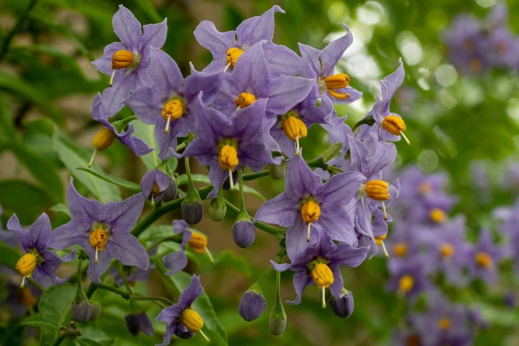 Azure offers you some nightshade flowers! Do you accept? | Fandom