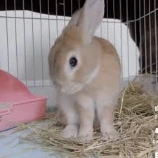 SLUNGUS JUMPSCARE | Fandom