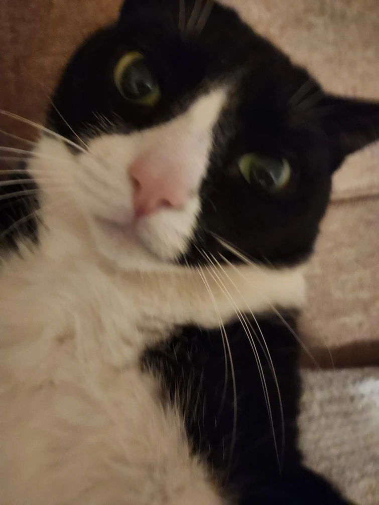 This is me irl 😼 | Fandom