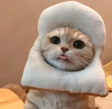 Day 7, 8 & 9 of your daily cat images | Fandom