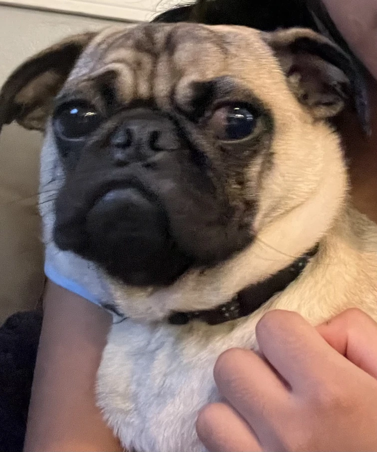 my pug cuz idk | Fandom