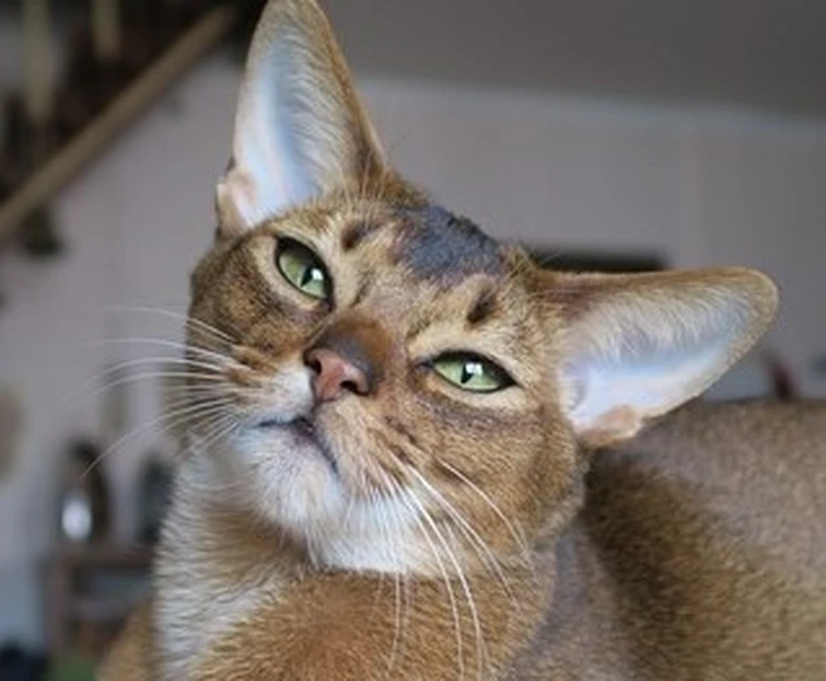 If KNY characters were cats : | Fandom