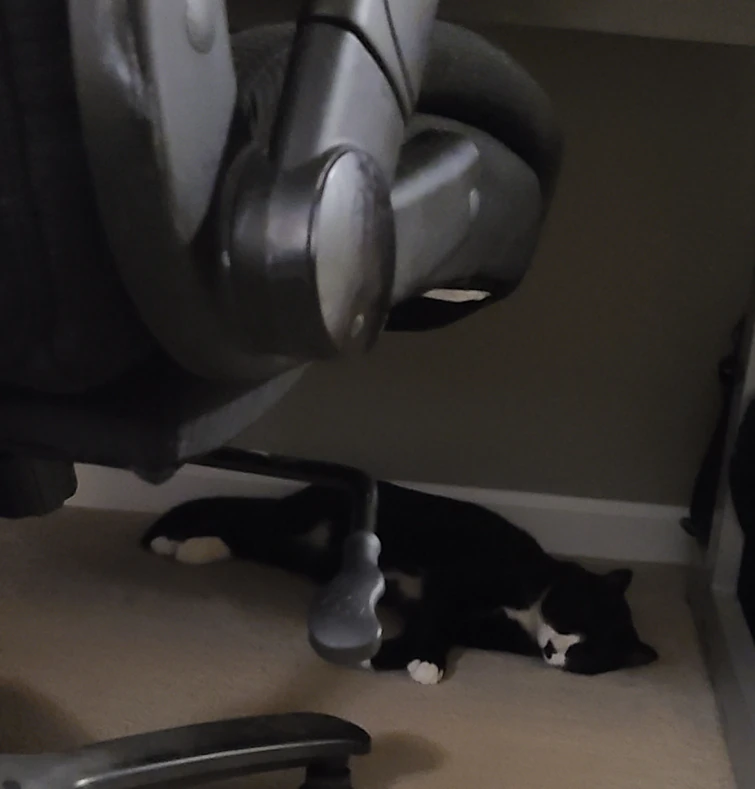 Broken kitty :3 (don't worry he's fine) | Fandom