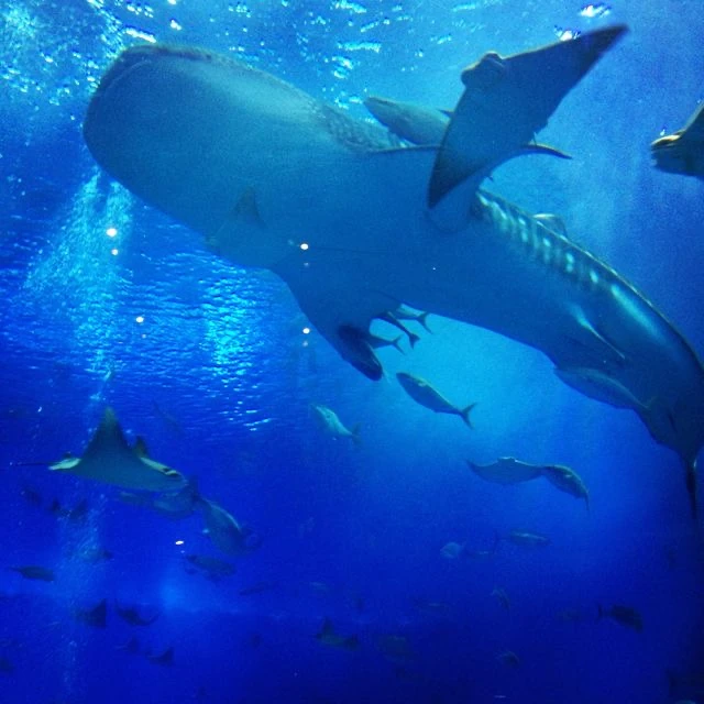 more whale shark images because theyre goofy and i love them | Fandom