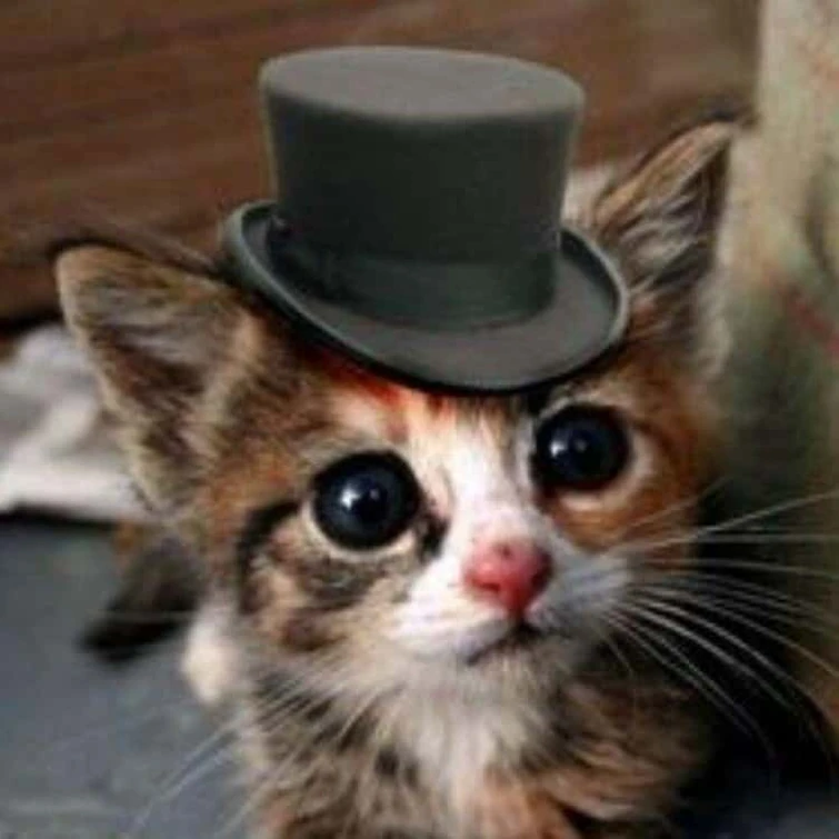 Cat with a thingy on their head thread 1.0 | Fandom