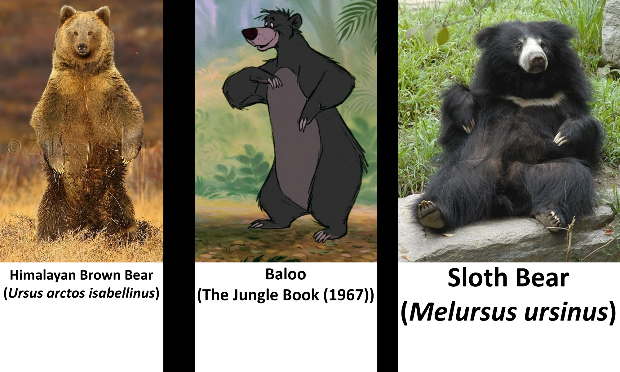 Baloo Might Be a Himalayan Brown Bear | Fandom