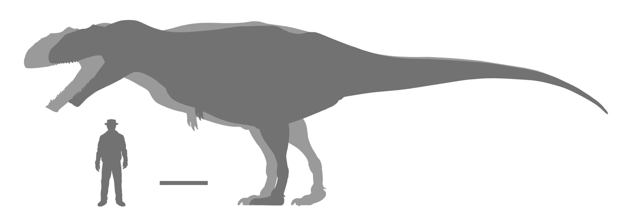 Carcharodontosaurus (dark grey) compared to Giganotosaurus (light grey ...