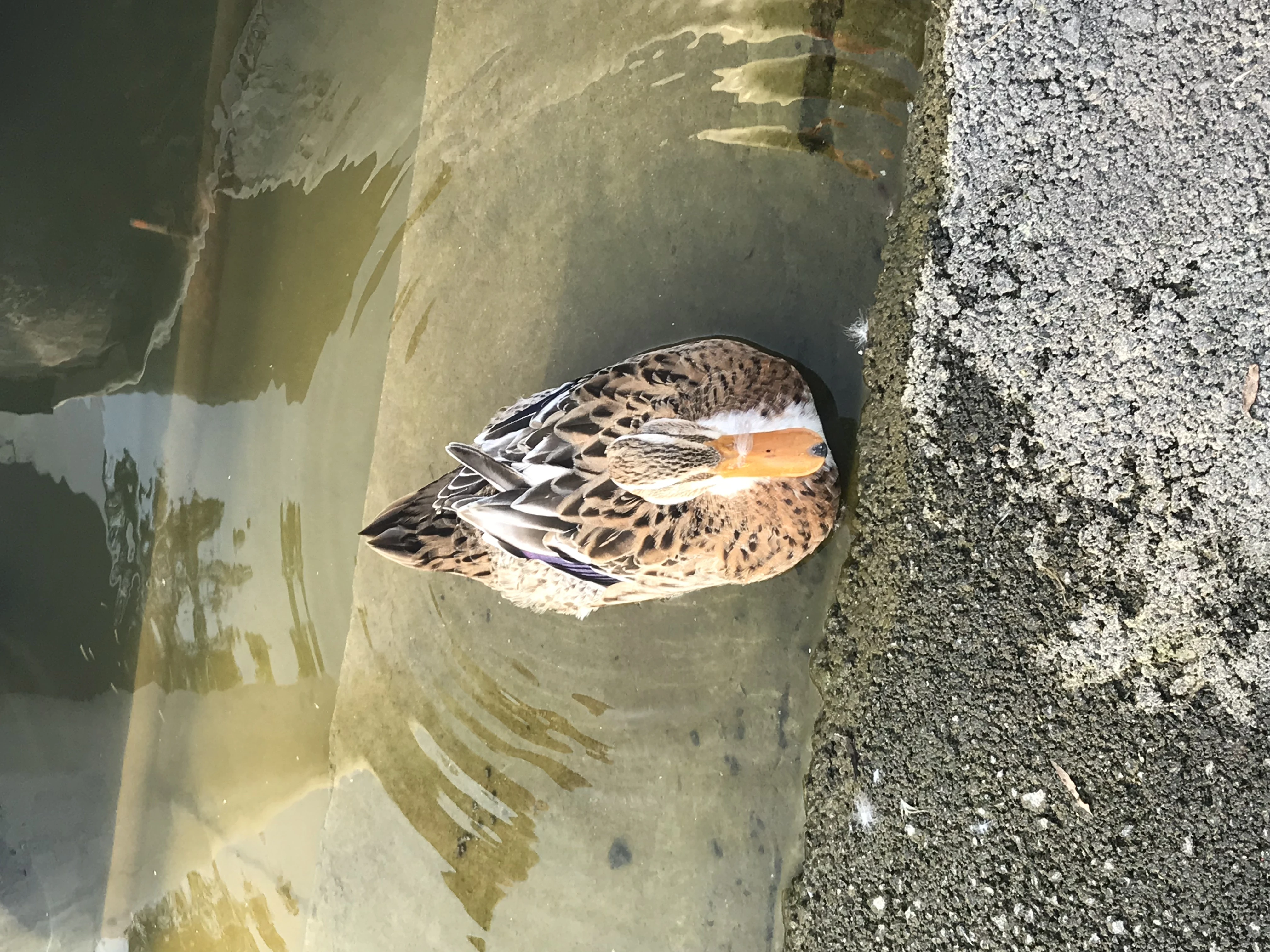 i feel so 𝓯𝓻𝓮𝓪𝓴𝔂 … and so 𝓢𝓘𝓖𝓜𝓐 !! | Fandom