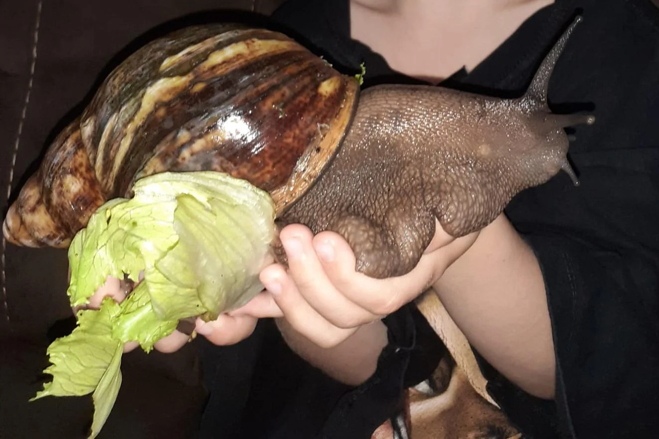 I LOVE SNAILS | Fandom