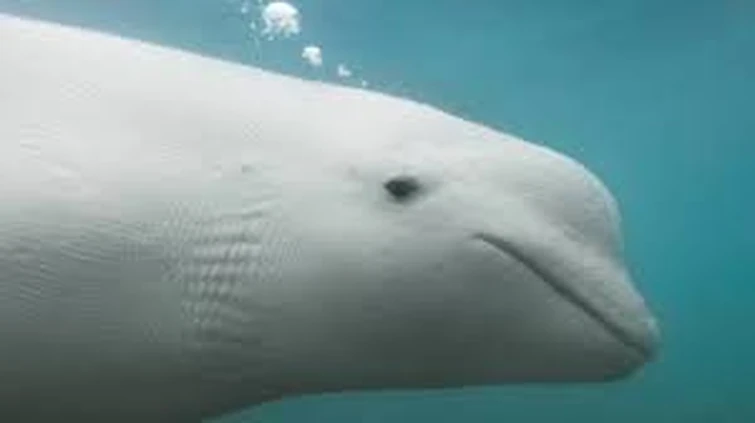 Favourite beluga character | Fandom
