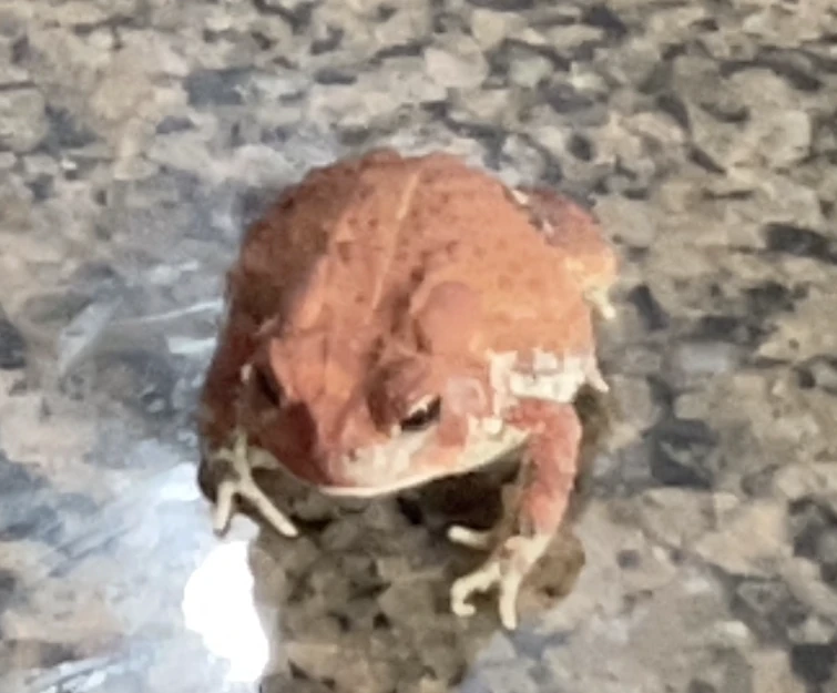 look at this cool southern toad i found mating | Fandom
