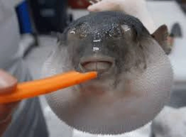 List of fish | Fandom