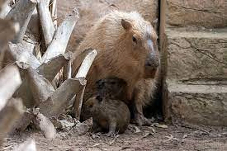 Sorry for not giving you all the daily capybara the past 2 days here ...