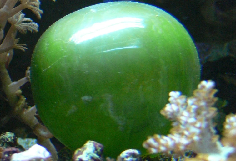 Discuss Everything About Glagglepedia Wiki | Fandom