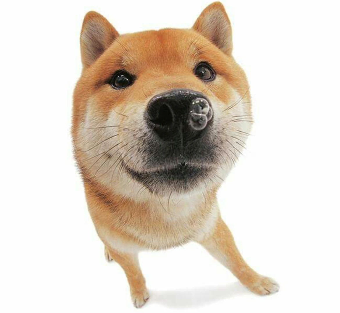 shai's face reveal | Fandom