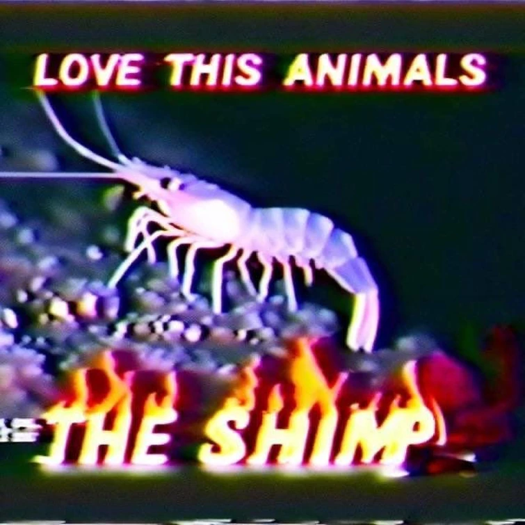 Love this animals THE SHRIMP🔥🔥🔥🔥🔥🔥🔥🔥🔥🔥🔥🔥🔥 | Fandom