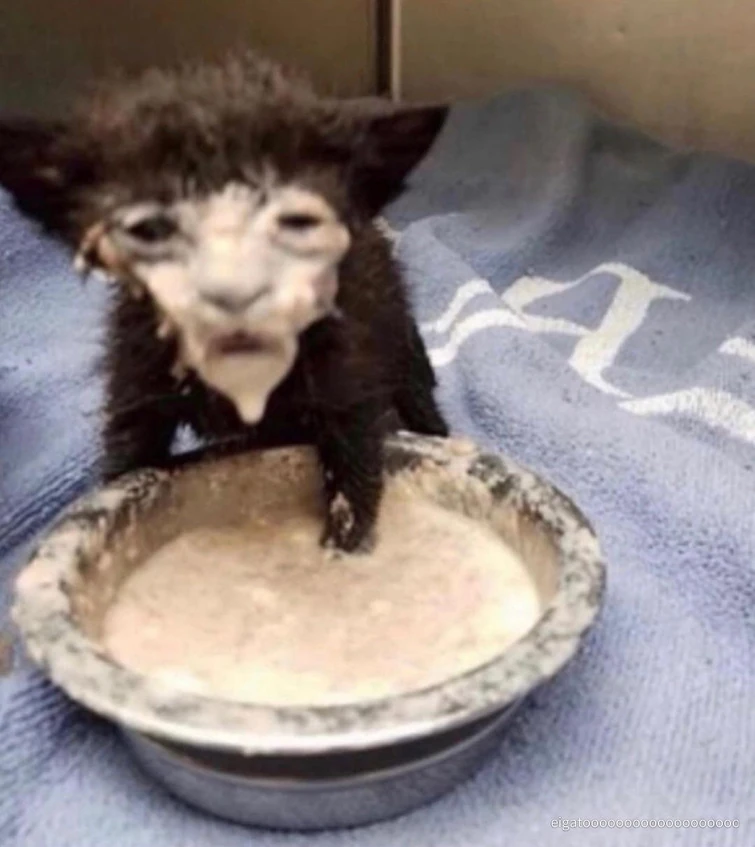 Test Roleplay | Fandom