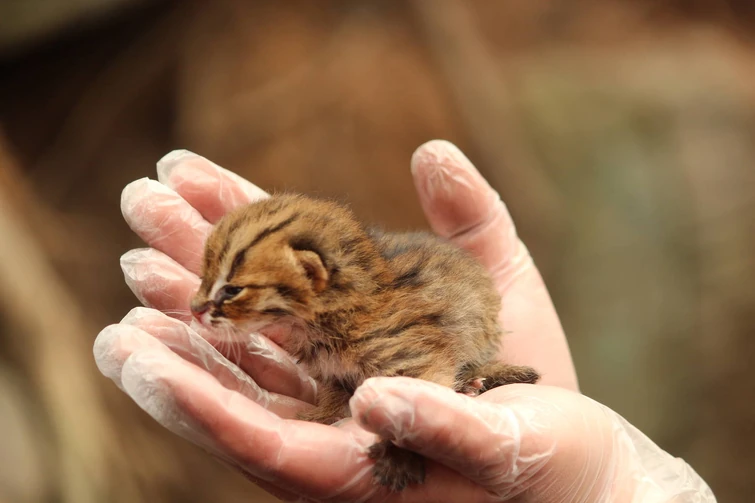 Rusty-spotted Cat | Fandom