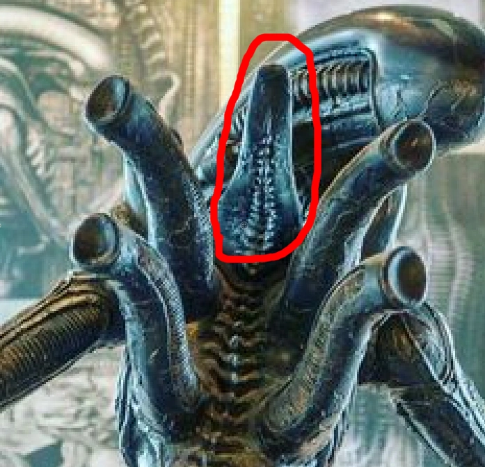 What do the xenomorphs dorsal tubes do ? | Fandom
