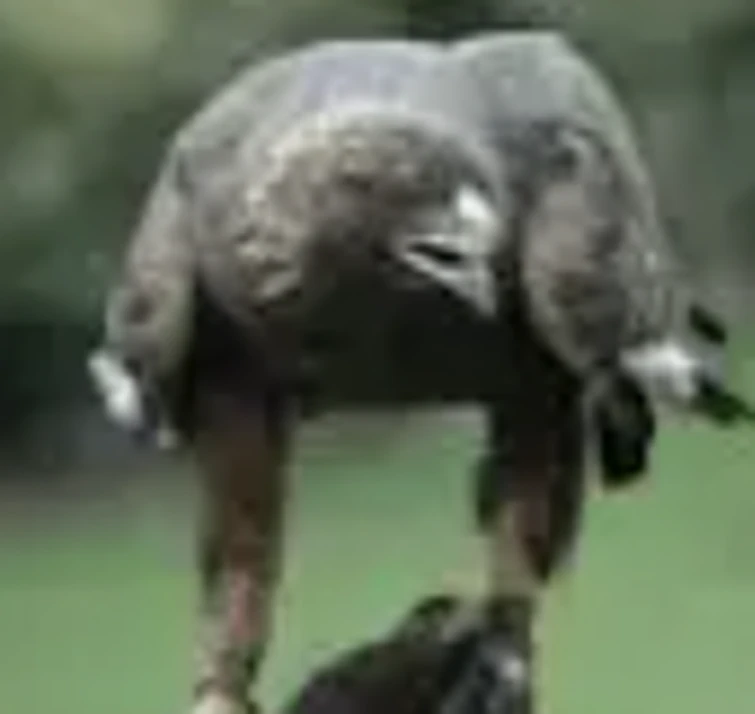 Discuss Everything About DECREPIT ROOMS Wiki | Fandom