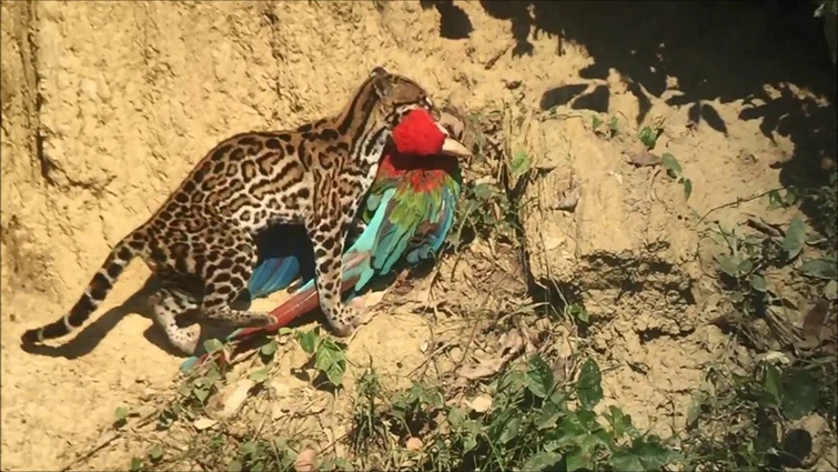 The threats to the Macaw and Parrot in AA | Fandom