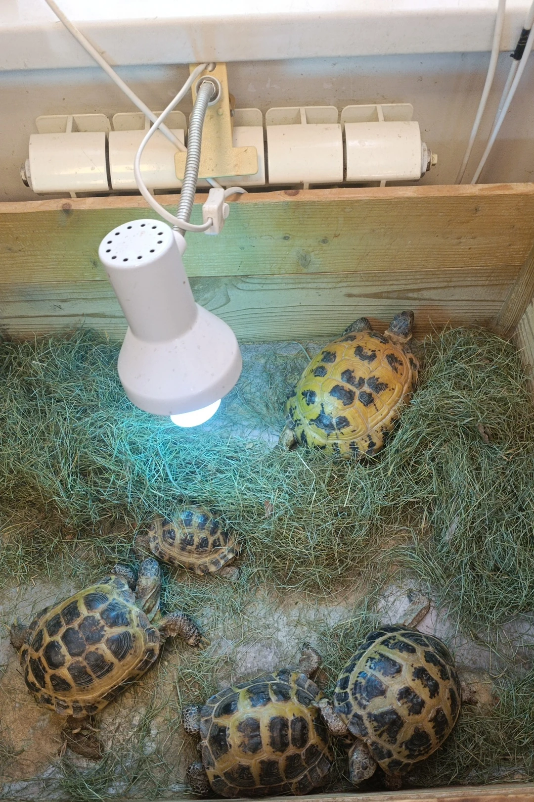 Tortoises in a zoo. | Fandom