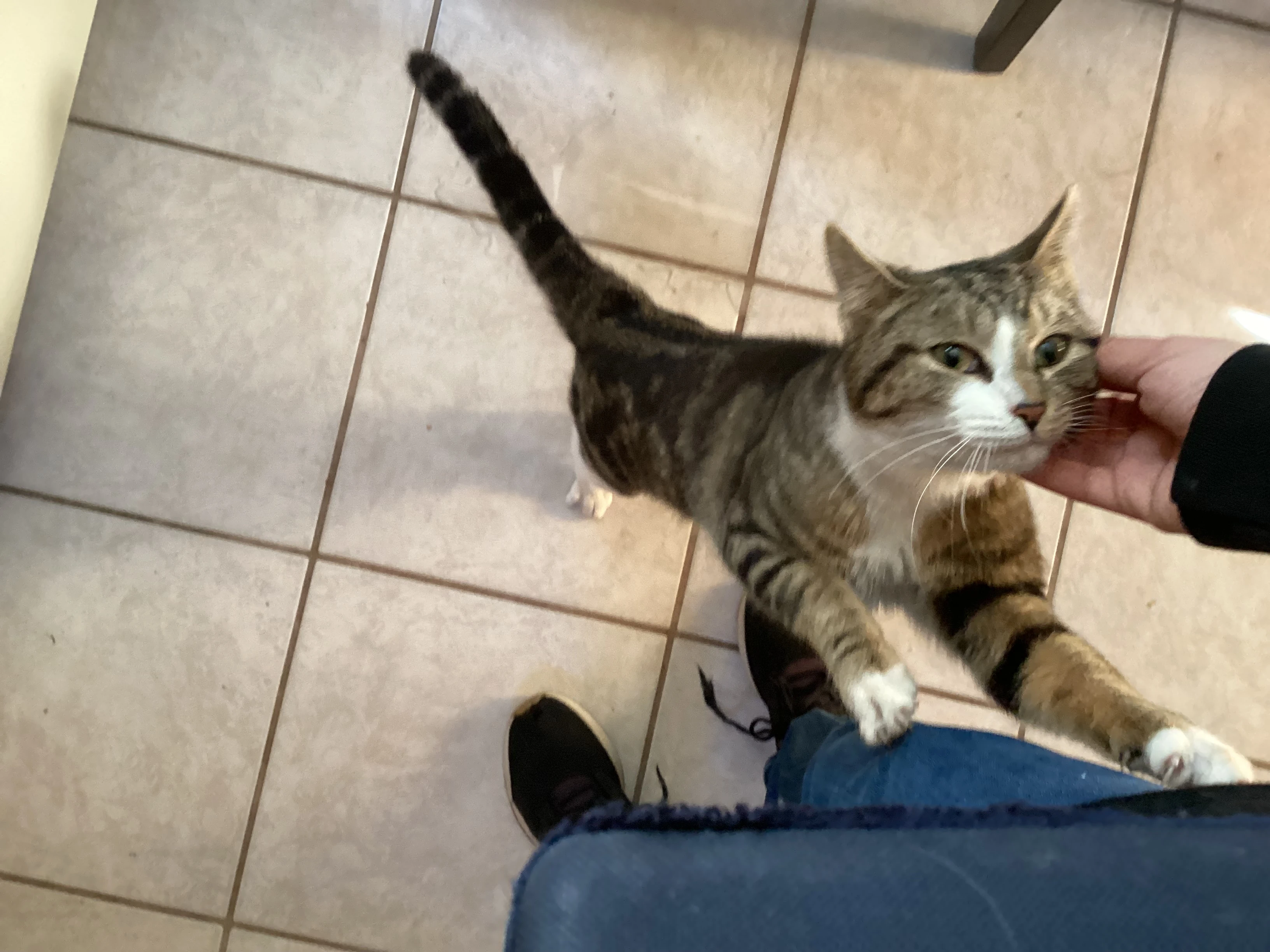 Weekly Gustavo (Cat) (Day 1) | Fandom