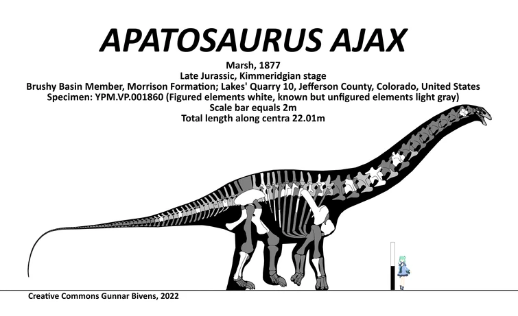 Apatosaurus Reconstruction | Fandom