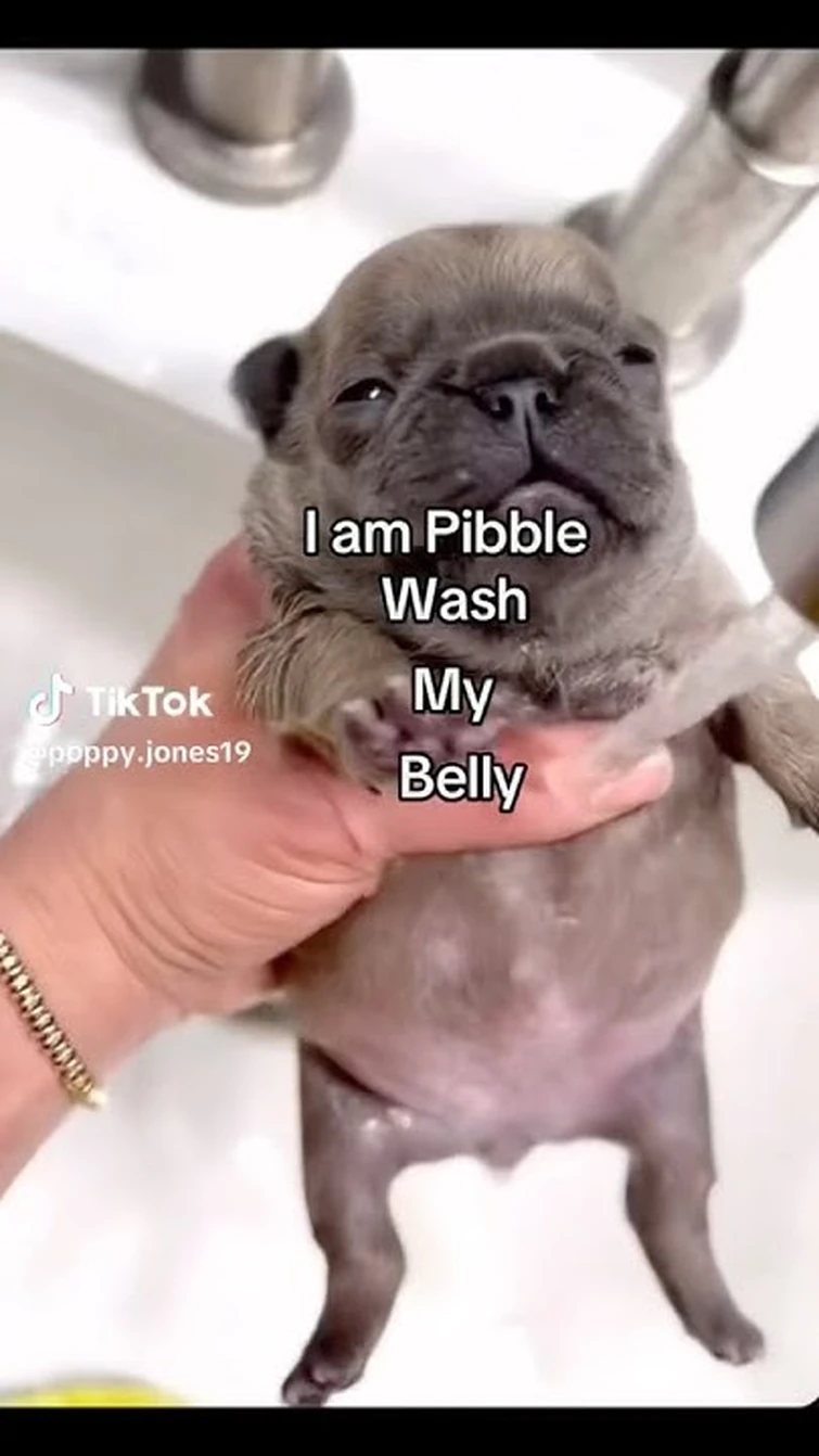 I am Pibble wash my belly... | Fandom