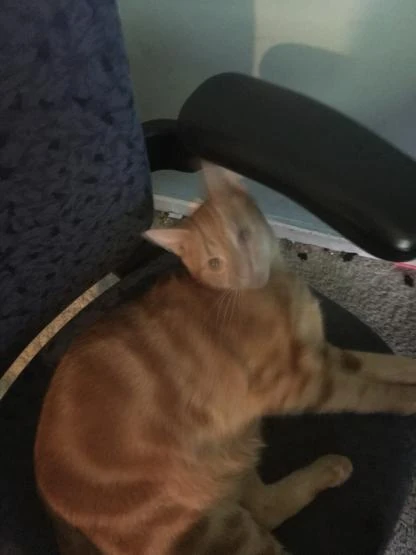 cat reveal :troll: | Fandom