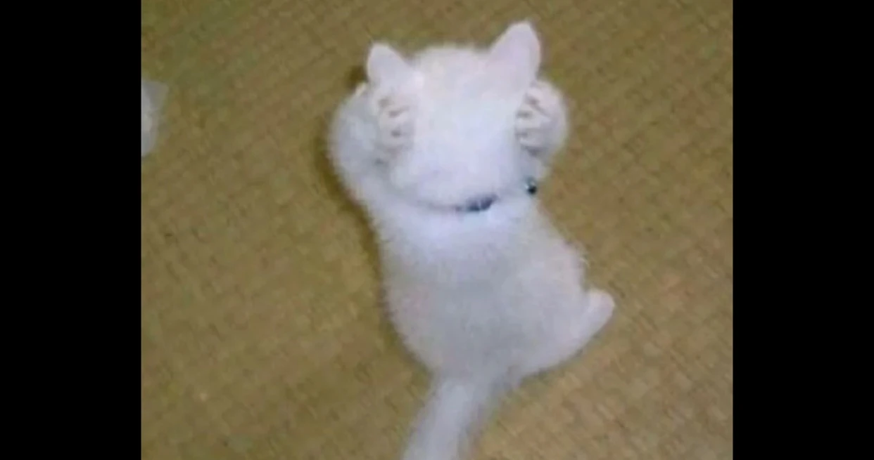 aww darn it | Fandom