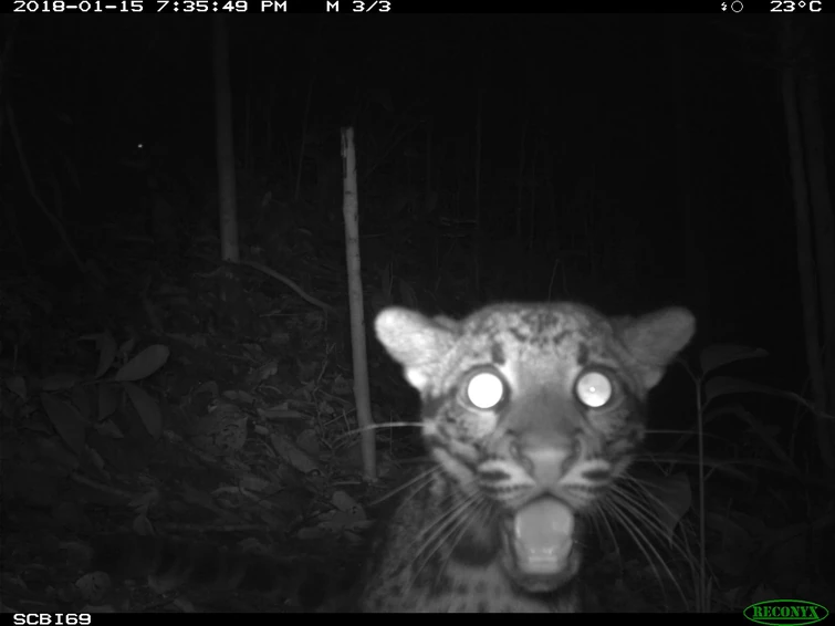 About the Rotten Vale Raphinos | Fandom