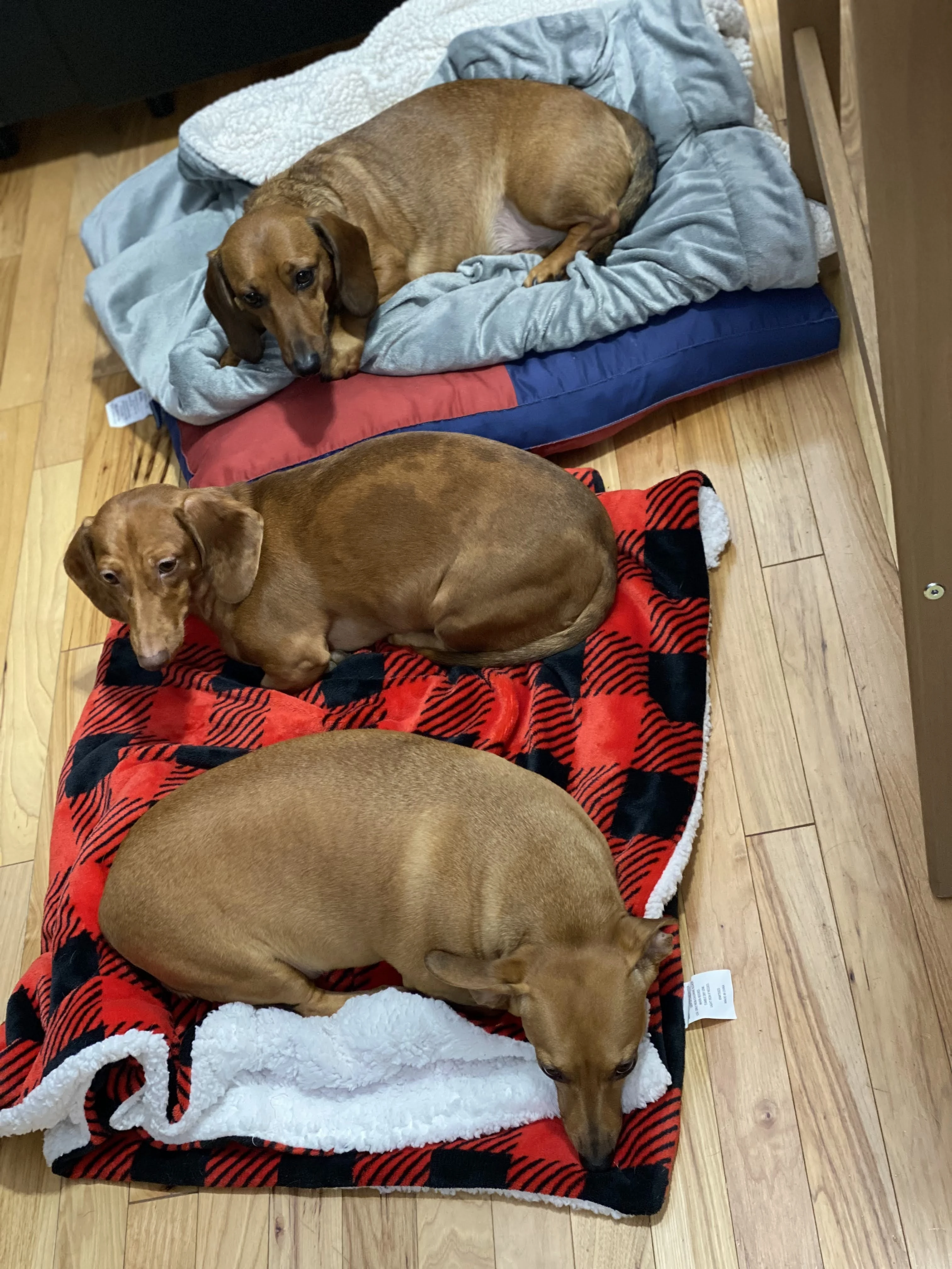 My dogs | Fandom