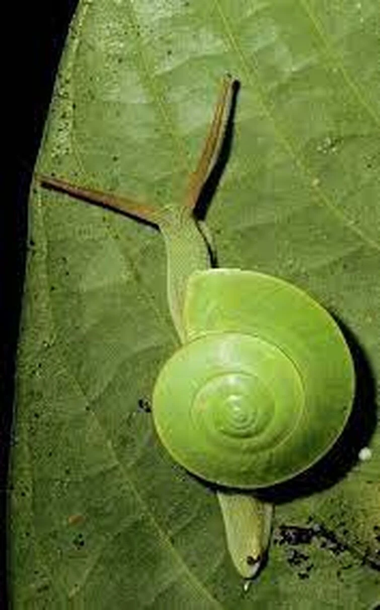 Qubert in real life | Fandom