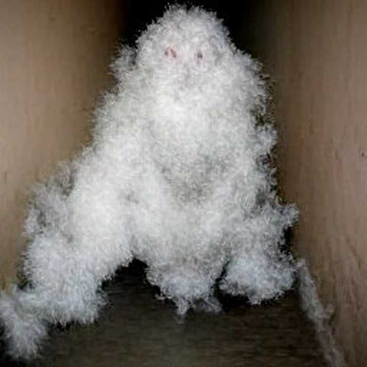 Entity Photography: Crawler Fungi | Fandom