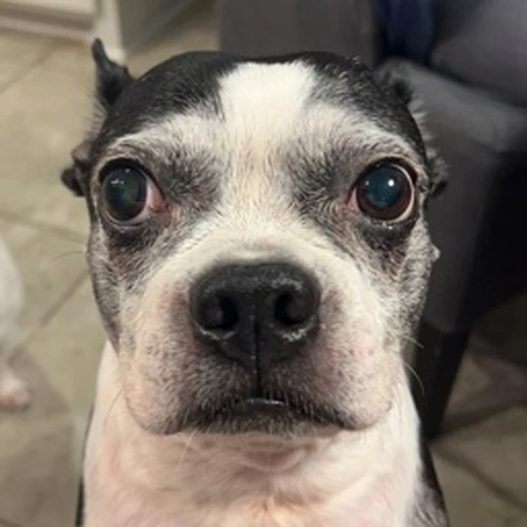 barkley | Fandom