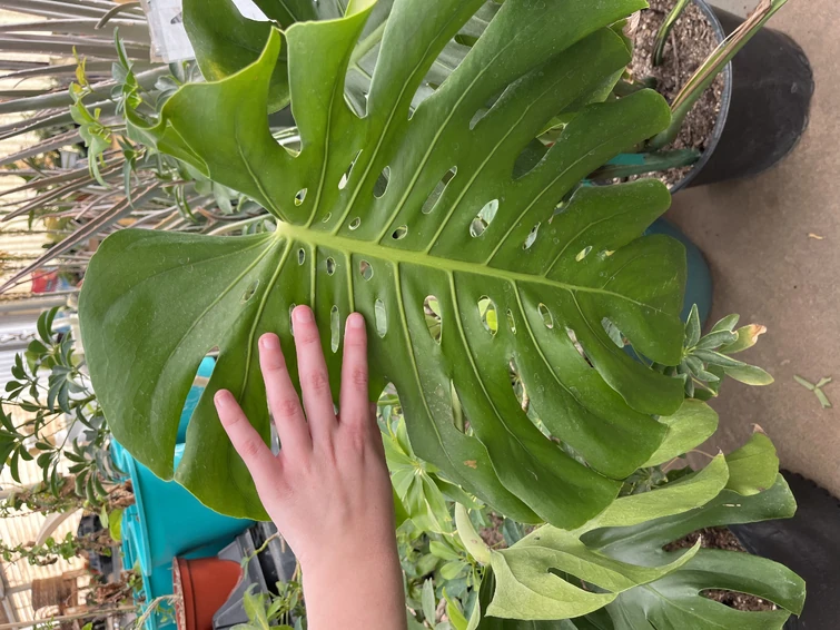 wip and monstera pictures from Garden World for size and dragon ...