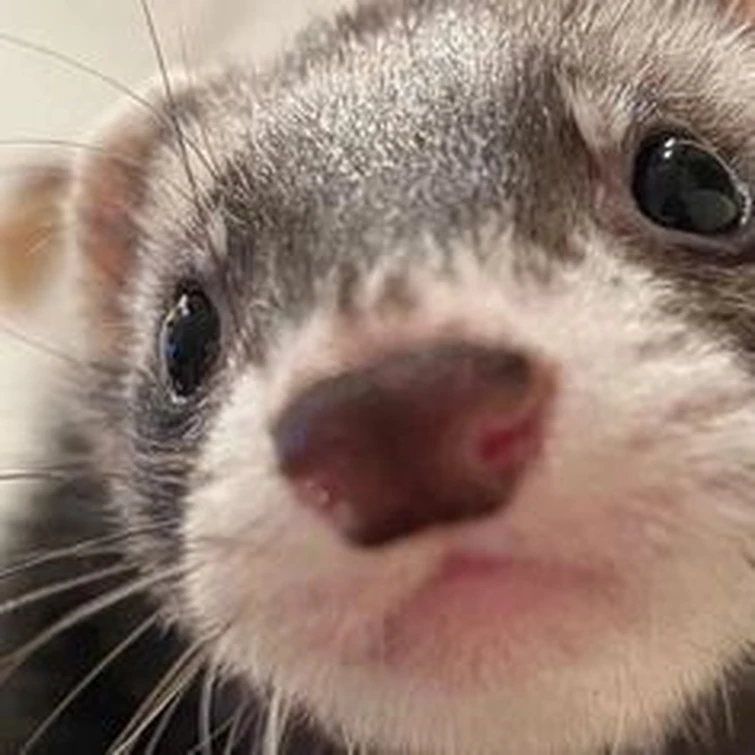 Daily dose of ferrets | Fandom