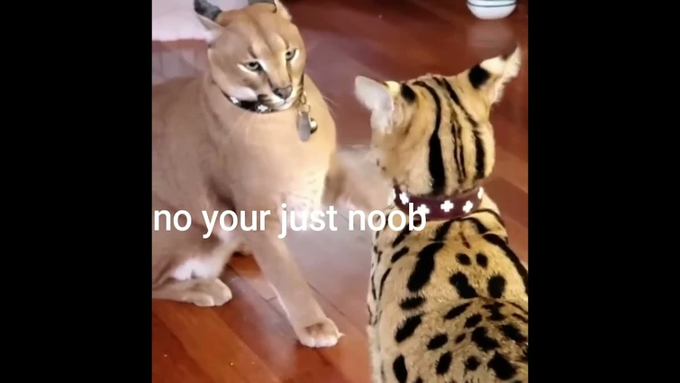 people are stealing floppa vids and calling them hecker | Fandom