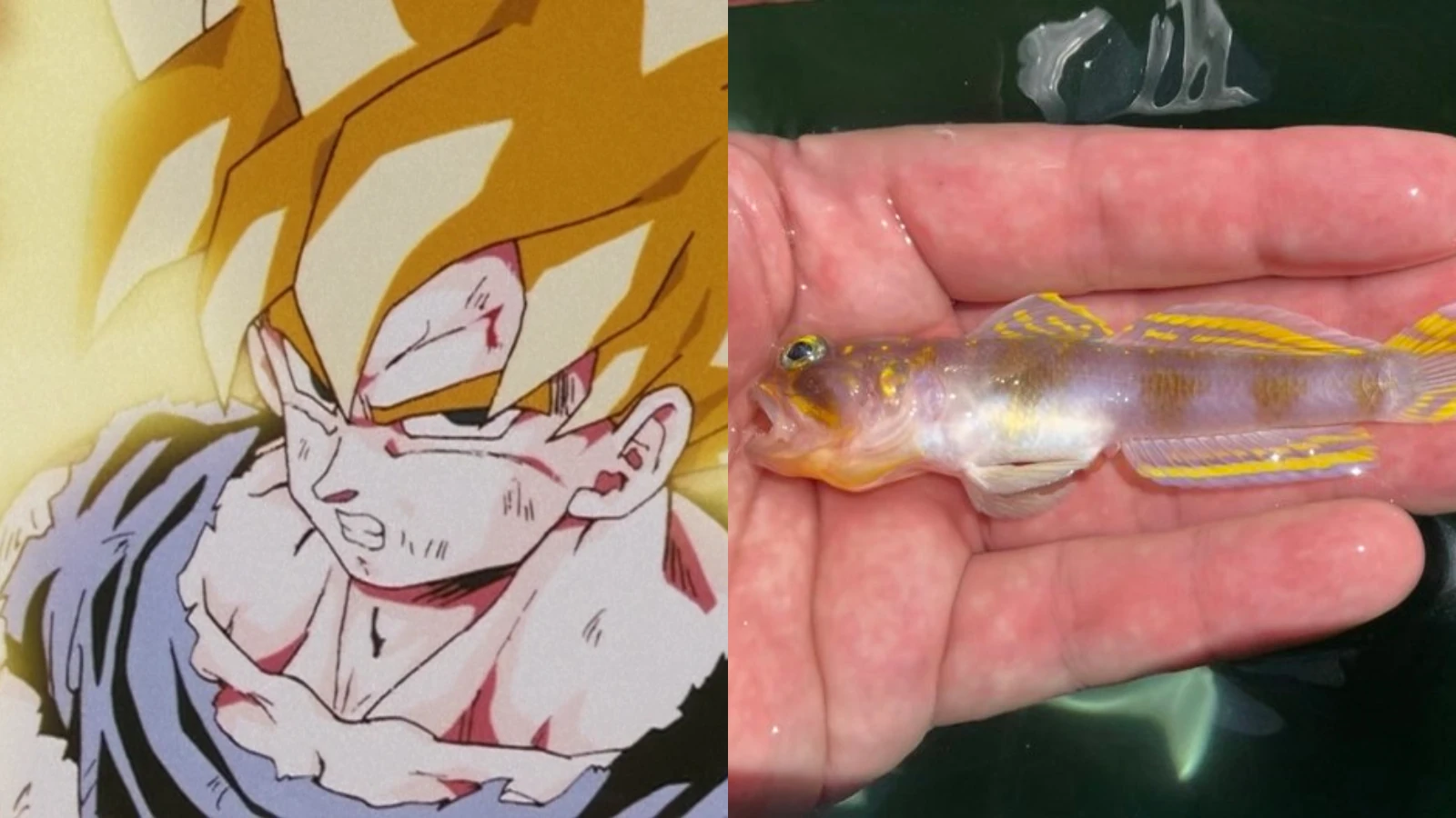Lord Beerus's fish on Earth? LOL | Fandom