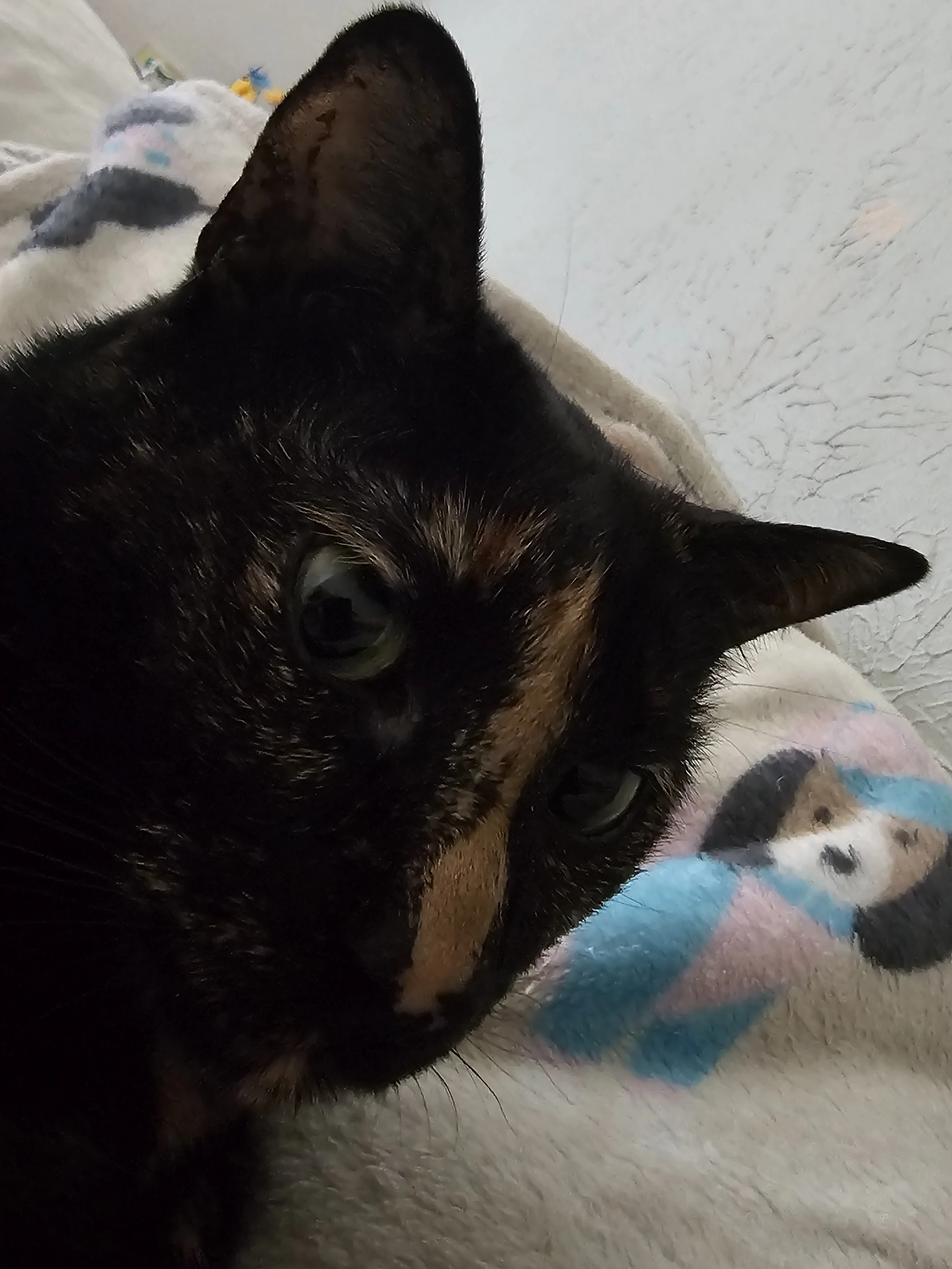Kittyo | Fandom