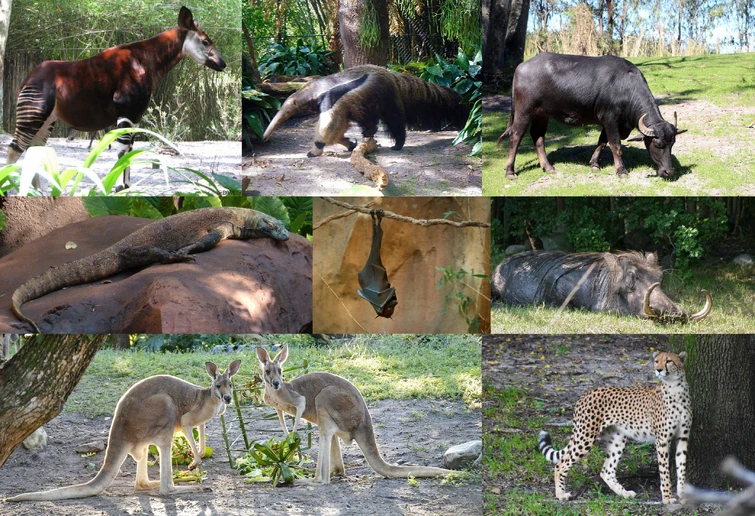 Season 2 for Disney's Animal Kingdom Magic Confirmed | Fandom